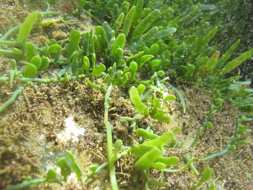 Invasive seaweed detected on Great Barrier - new rules for boaties