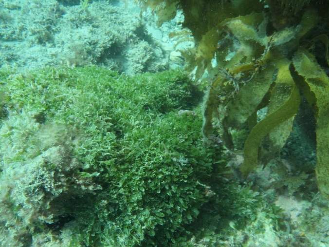 Boaties urged to help stop spread invasive seaweed in Hauraki Gulf